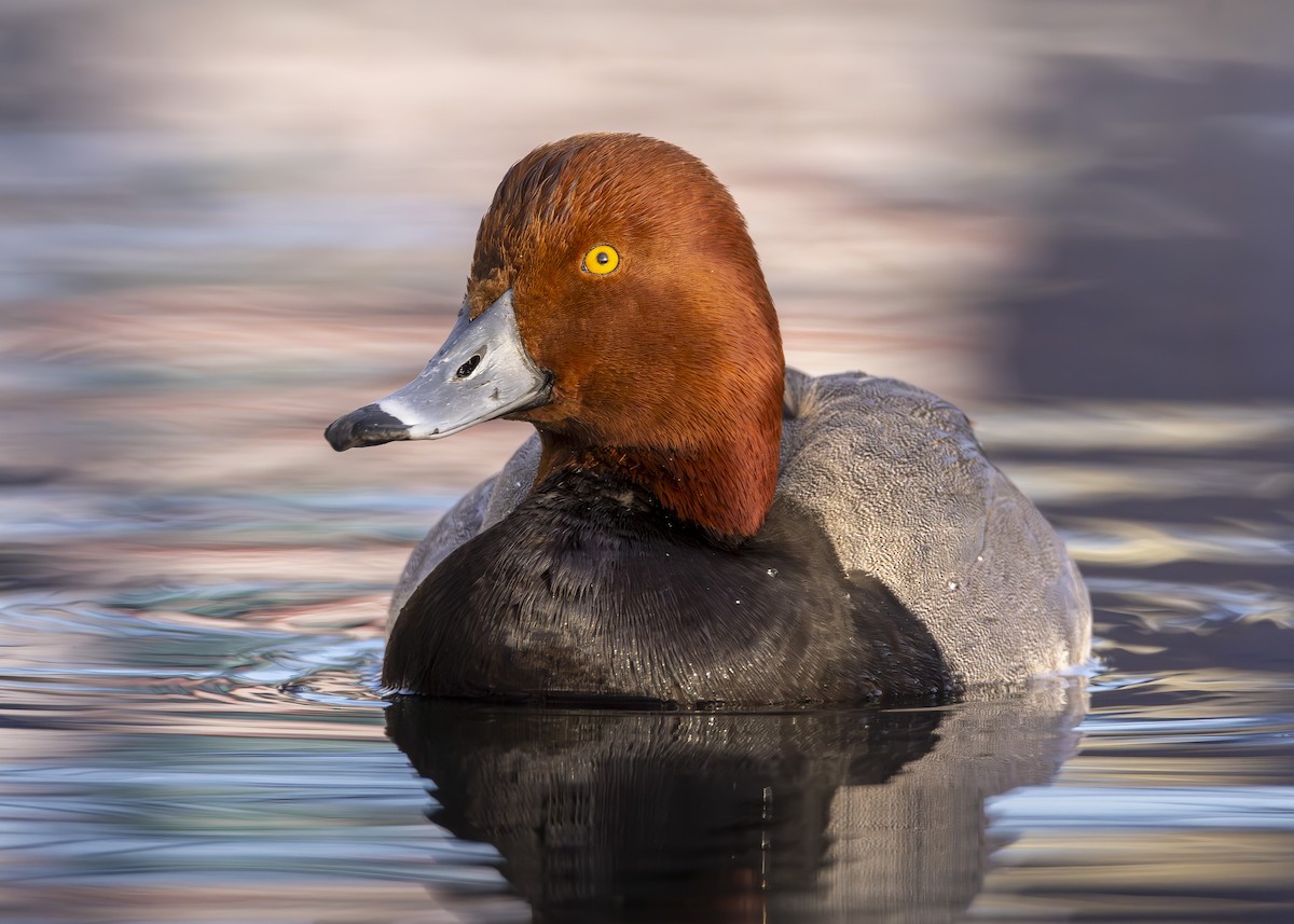 eBird Checklist - 16 Feb 2024 - Lake Mead NRA--Boulder Beach - 28 ...