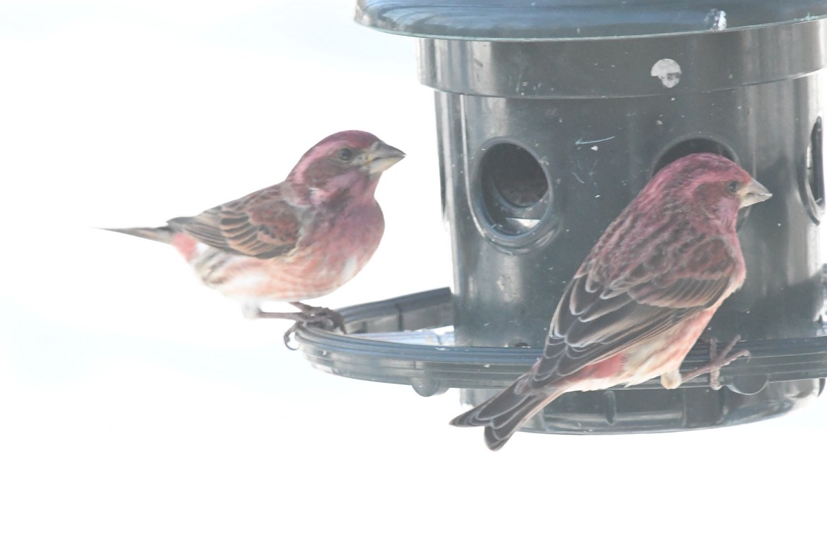 Pennsylvania Bird Atlas Checklist - 20 Feb 2024 - Yard on Rabbit Run Lane (restricted access ...