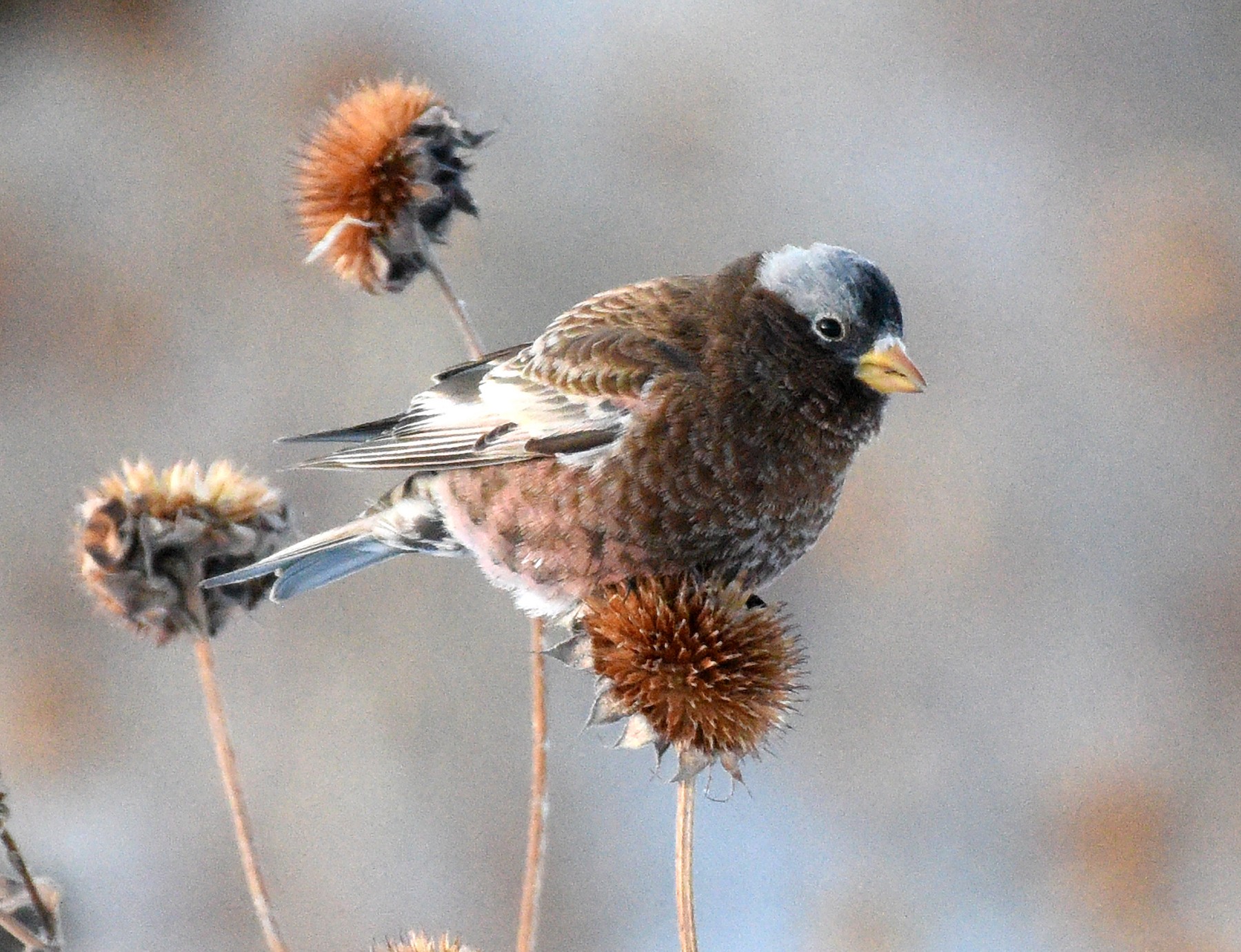 Grey-crowned x Black Rosy-Finch (hybrid) - eBird