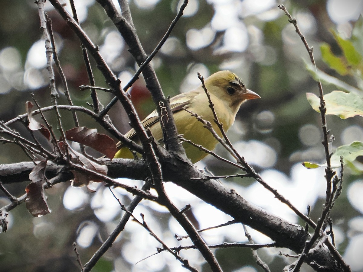 eBird Checklist - 20 Feb 2024 - Lacy Park - 26 species (+1 other taxa)