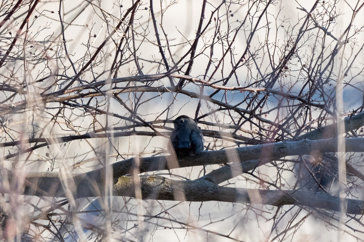 Pennsylvania Bird Atlas Checklist - 20 Feb 2024 - Yellow Creek SP--Camp Seph Mack/McFeaters Cove ...