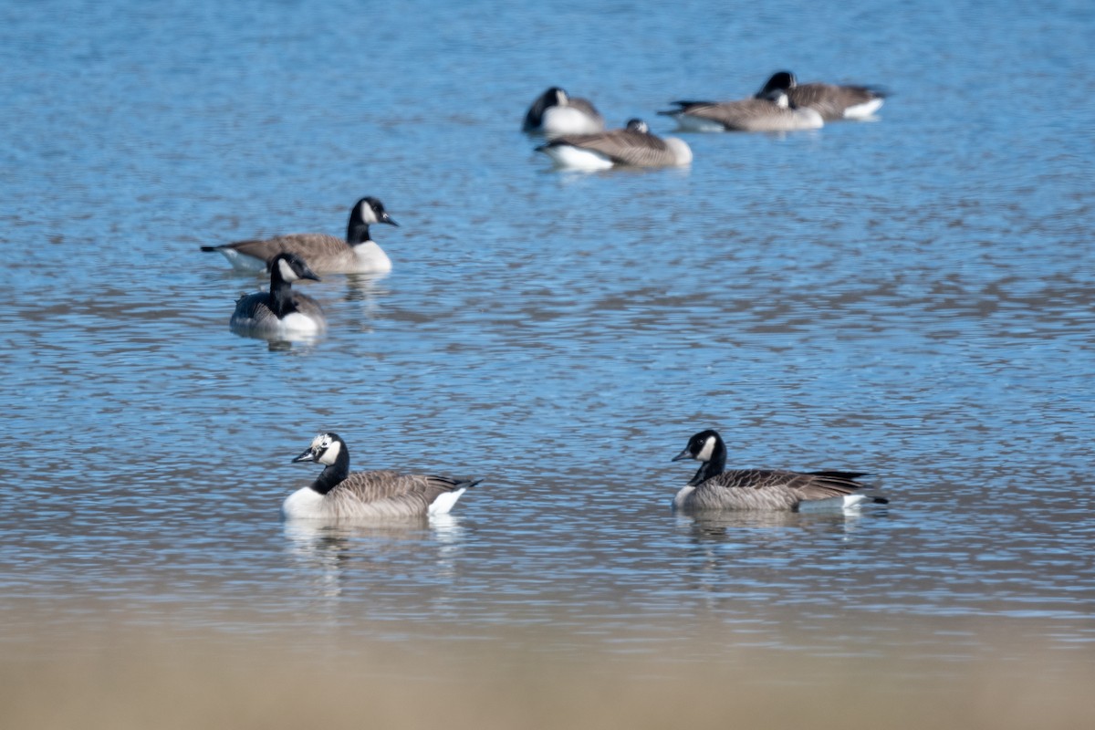 Pennsylvania Bird Atlas Checklist - 20 Feb 2024 - Yellow Creek SP--Rec Area - 18 species