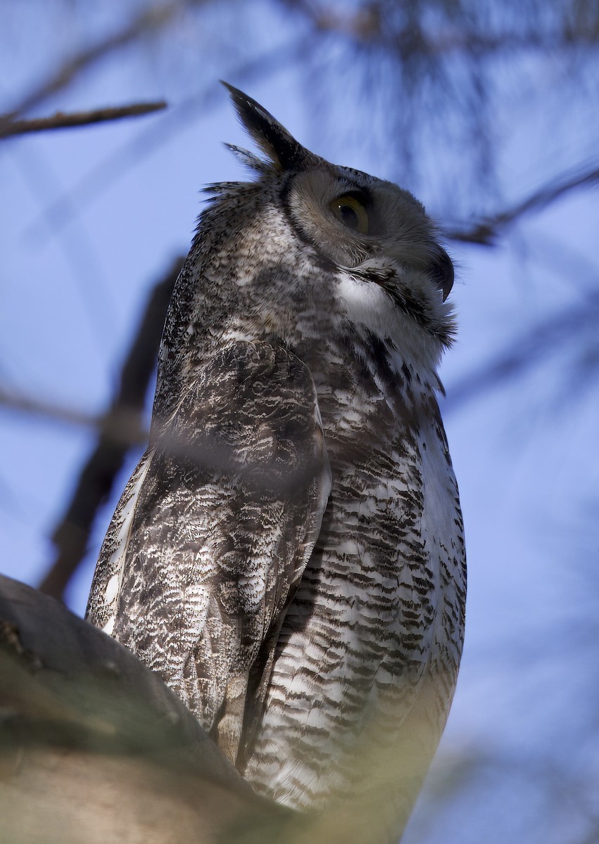 eBird Checklist - 20 Feb 2024 - Curtis Rd, Eloy US-AZ 32.60307, -111. ...