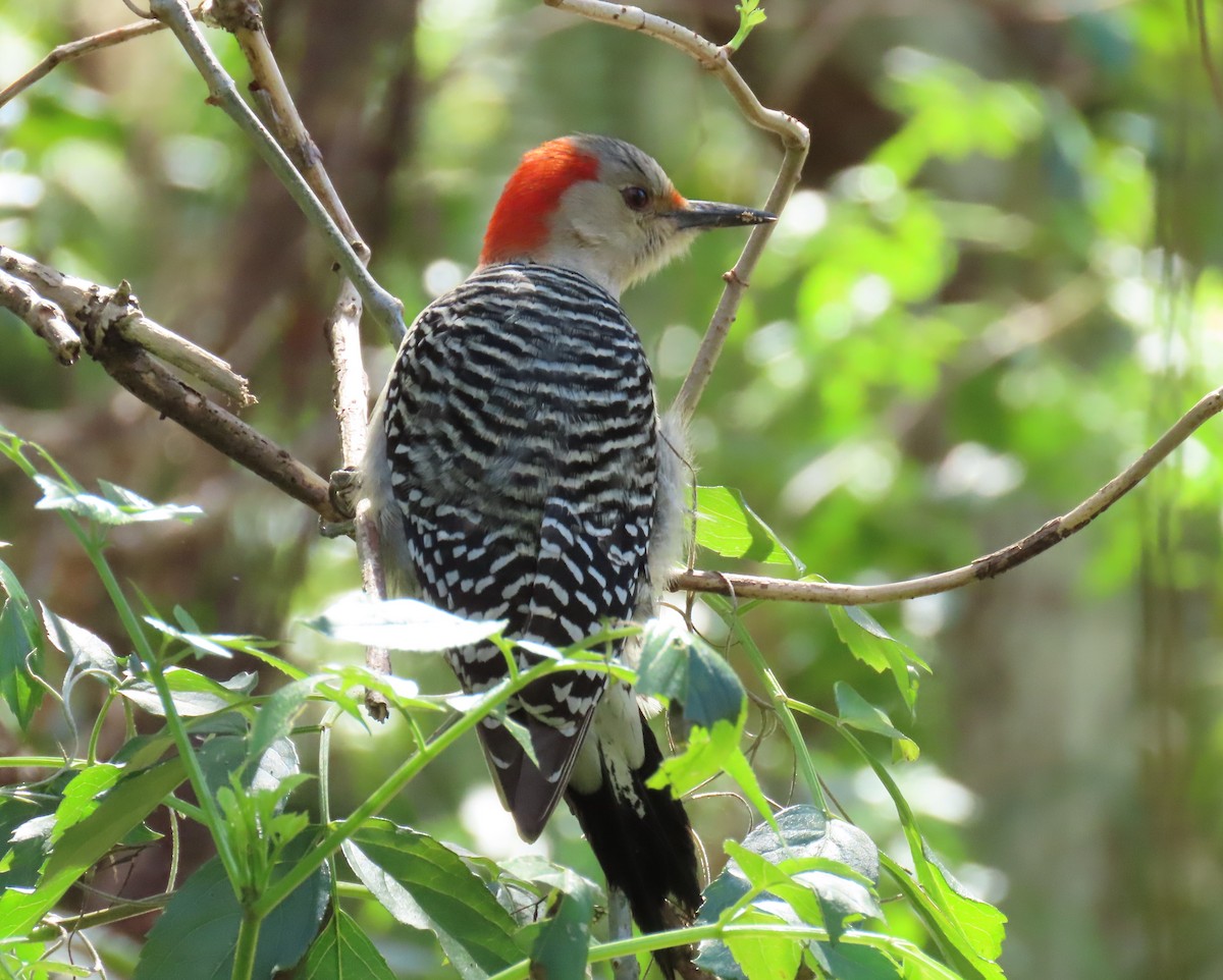 eBird Checklist - 20 Feb 2024 - Loxahatchee NWR - 18 species