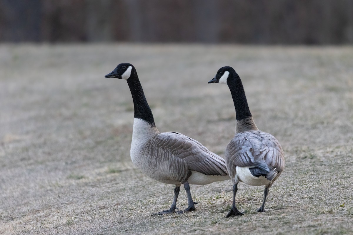 Pennsylvania Bird Atlas Checklist - 19 Feb 2024 - Lake Mae - 7 species