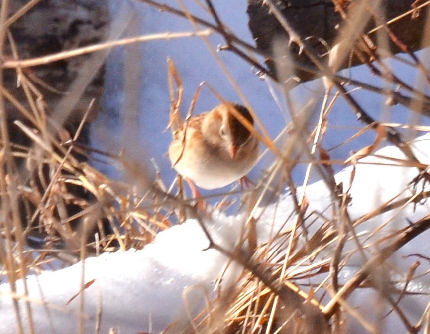 Pennsylvania Bird Atlas Checklist - 20 Feb 2024 - 141 Fredericksville Rd, Mertztown US-PA 40. ...