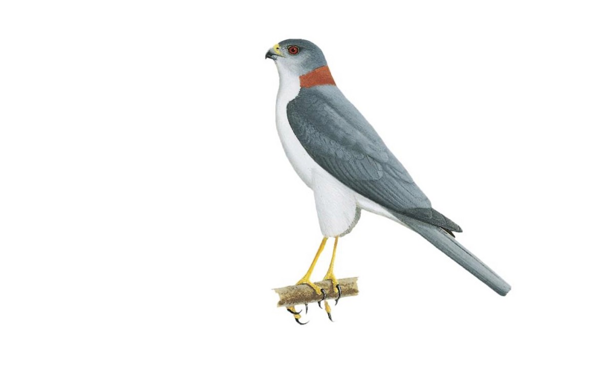 Jayhawk Bird