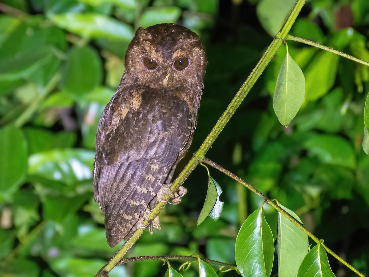 Mentawai Scops-Owl - Otus mentawi - Birds of the World