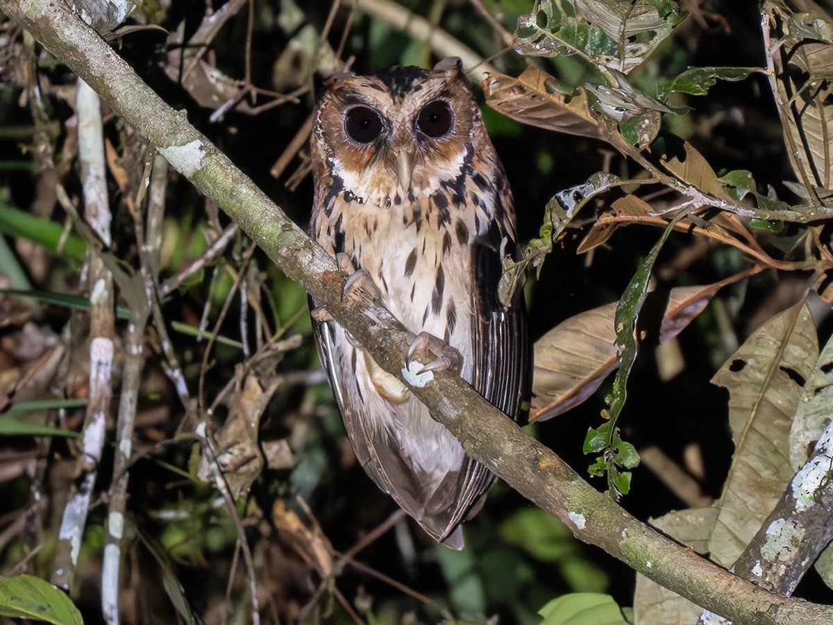 Giant Scops-Owl - Otus gurneyi - Birds of the World