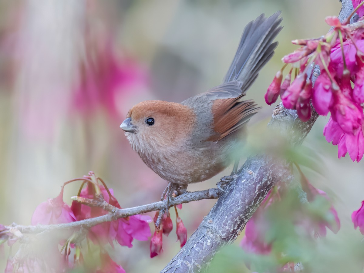 Vinous-throated Parrotbill - Suthora webbiana - Birds of the World