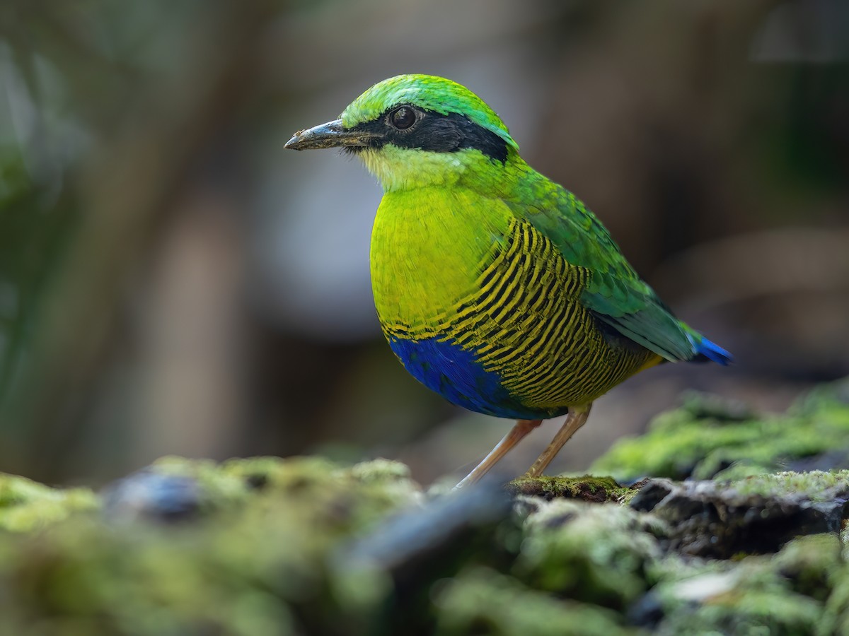 Bar-bellied Pitta - Hydrornis elliotii - Birds of the World