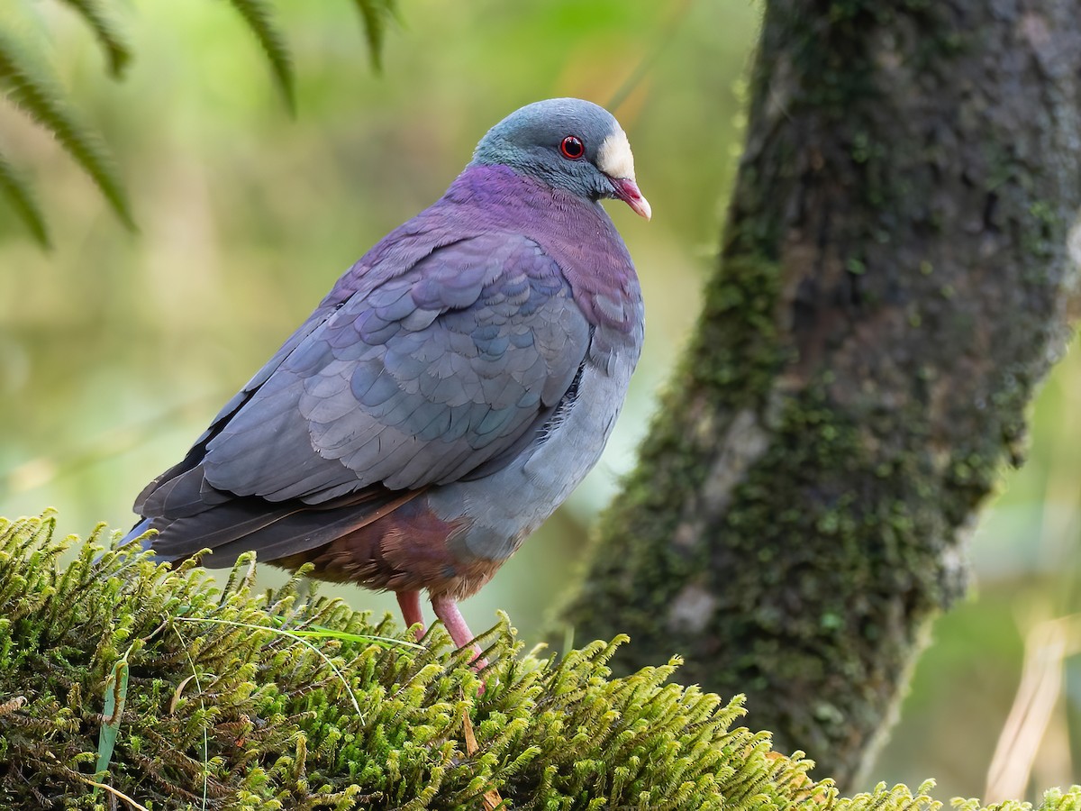 White-fronted Quail-Dove - Geotrygon leucometopia - Birds of the World