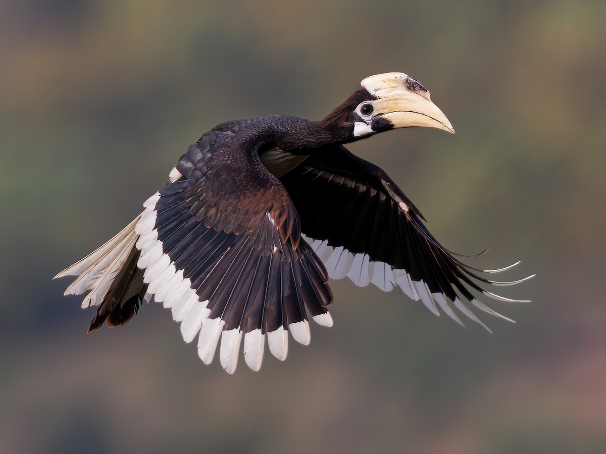 Malabar Pied-Hornbill - Anthracoceros coronatus - Birds of the World