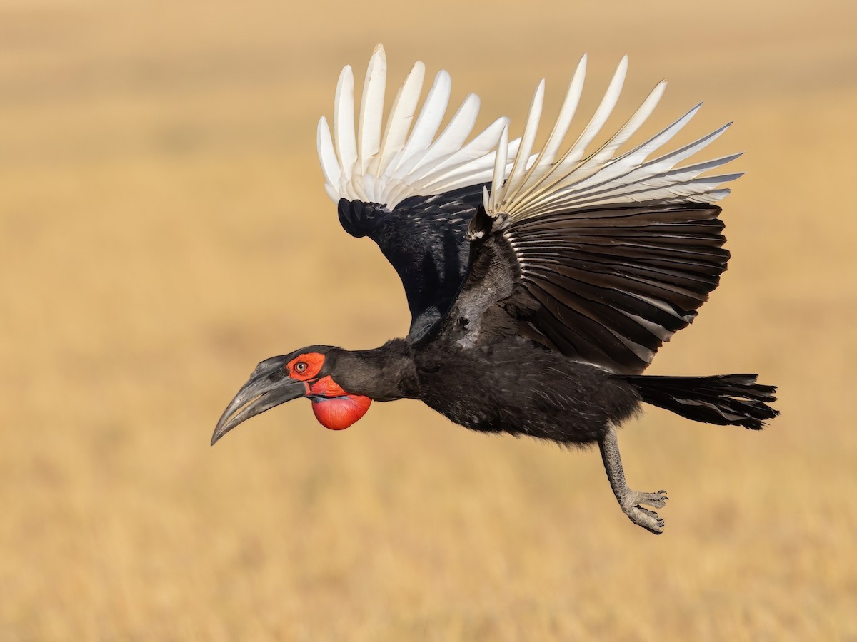 Southern Ground-Hornbill - Bucorvus leadbeateri - Birds of the World