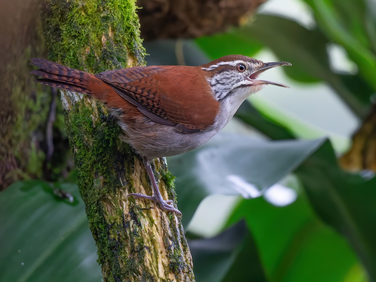 Rufous-and-white Wren - Thryophilus rufalbus - Birds of the World