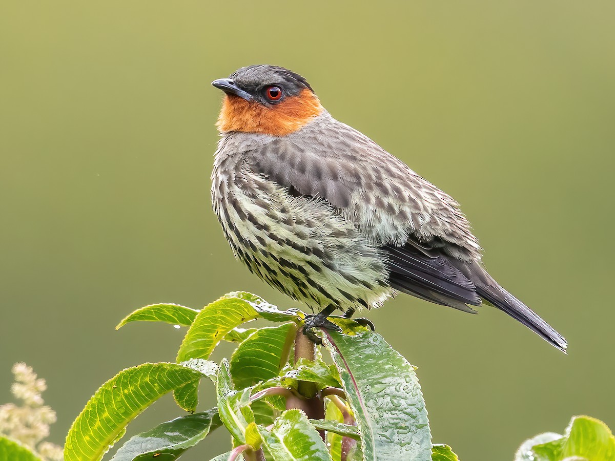 Chestnut-crested Cotinga - Ampelion rufaxilla - Birds of the World