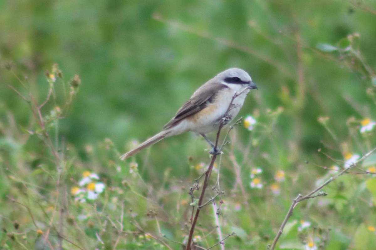eBird Checklist - 21 Feb 2024 - Lag-asan, Bago City - 12 species (+2 ...