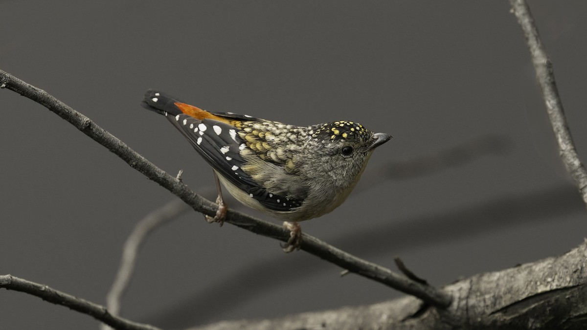 Pardalote Moteado (xanthopyge) - eBird