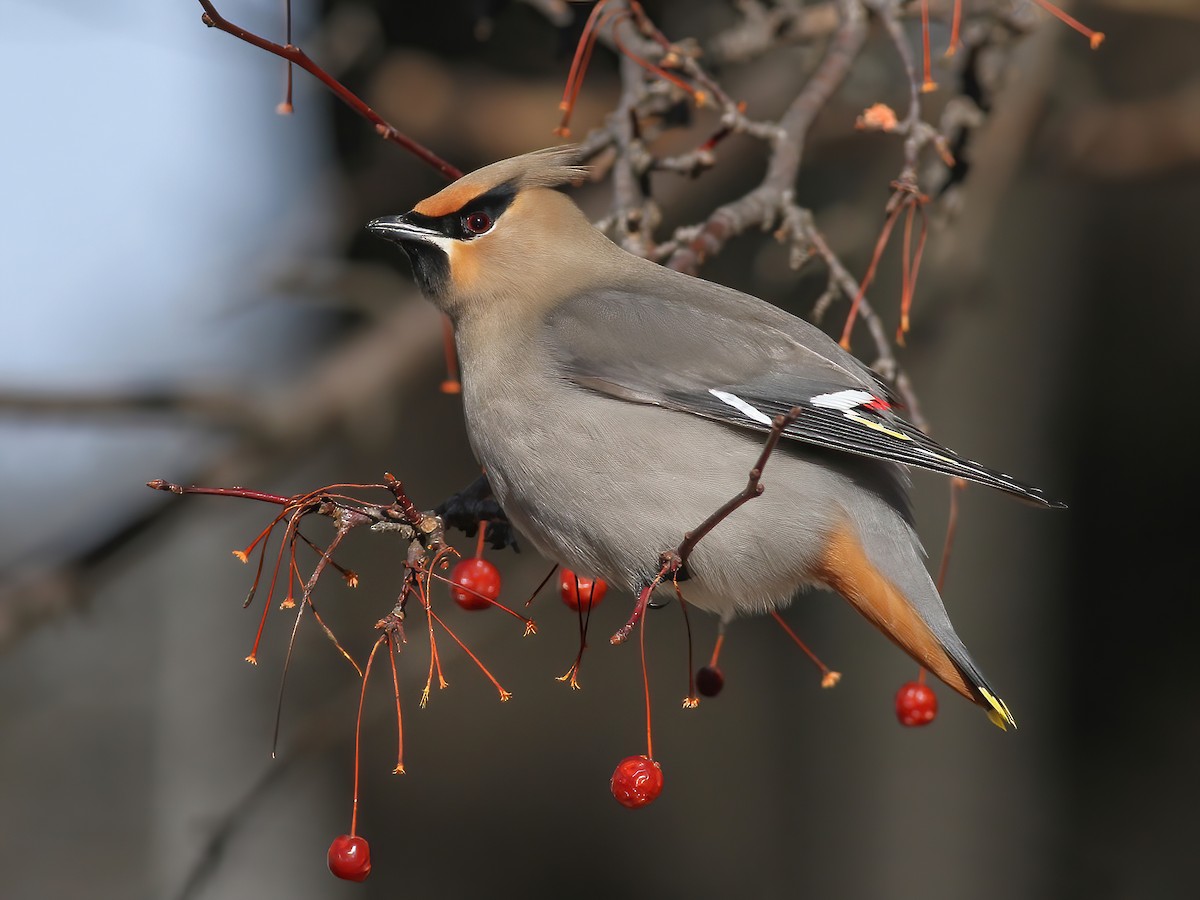 Bohemian Waxwing - Bombycilla garrulus - Birds of the World