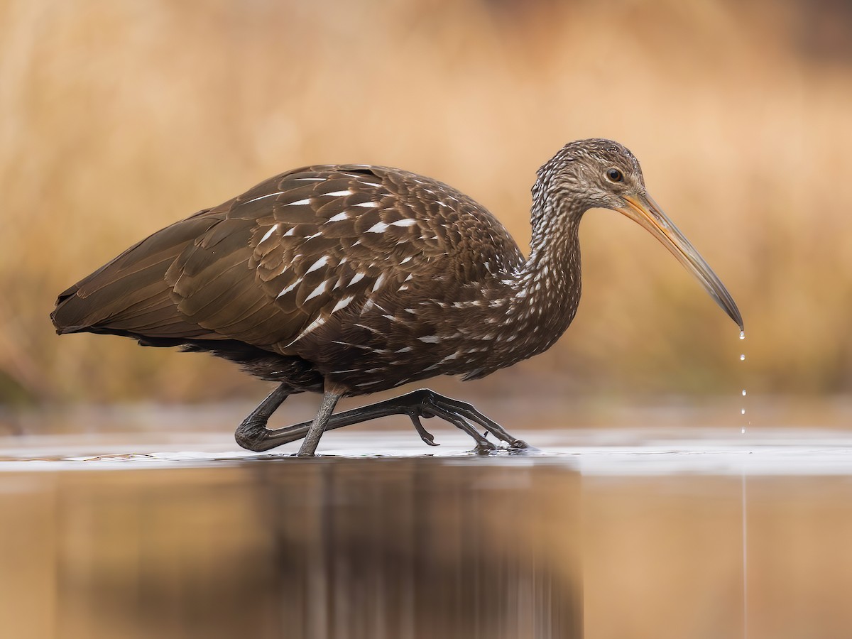 Limpkin - Aramus guarauna - Birds of the World