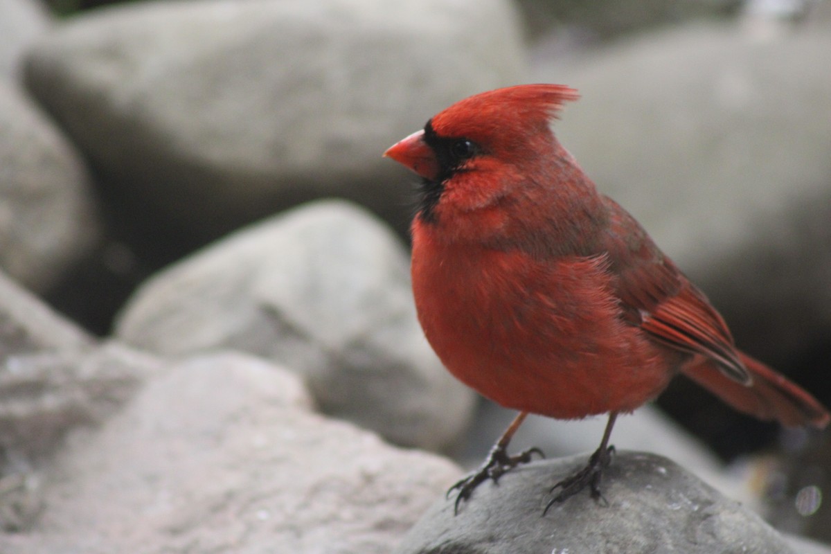 eBird Checklist - 21 Feb 2024 - Chippewa Nature Center - 22 species