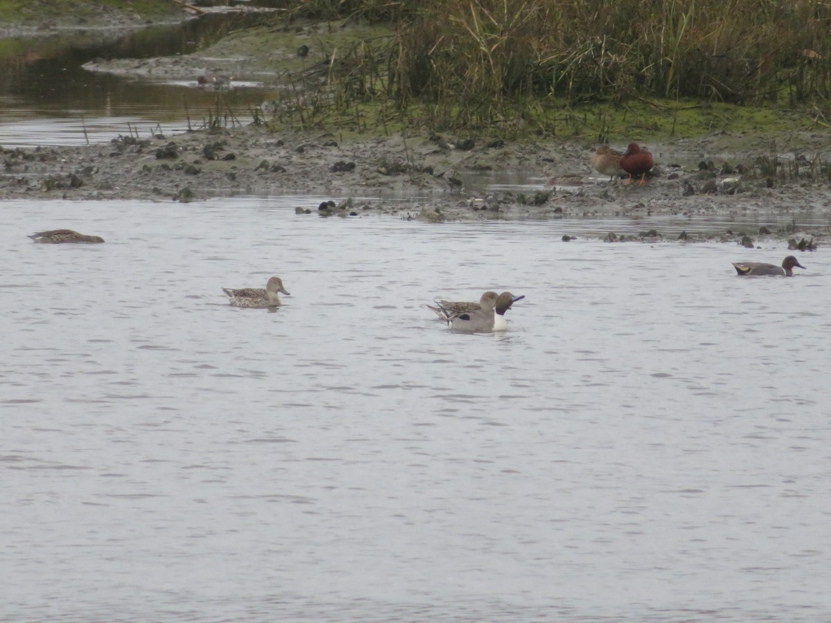 eBird Checklist - 4 Mar 2023 - Newport Back Bay - 48 species