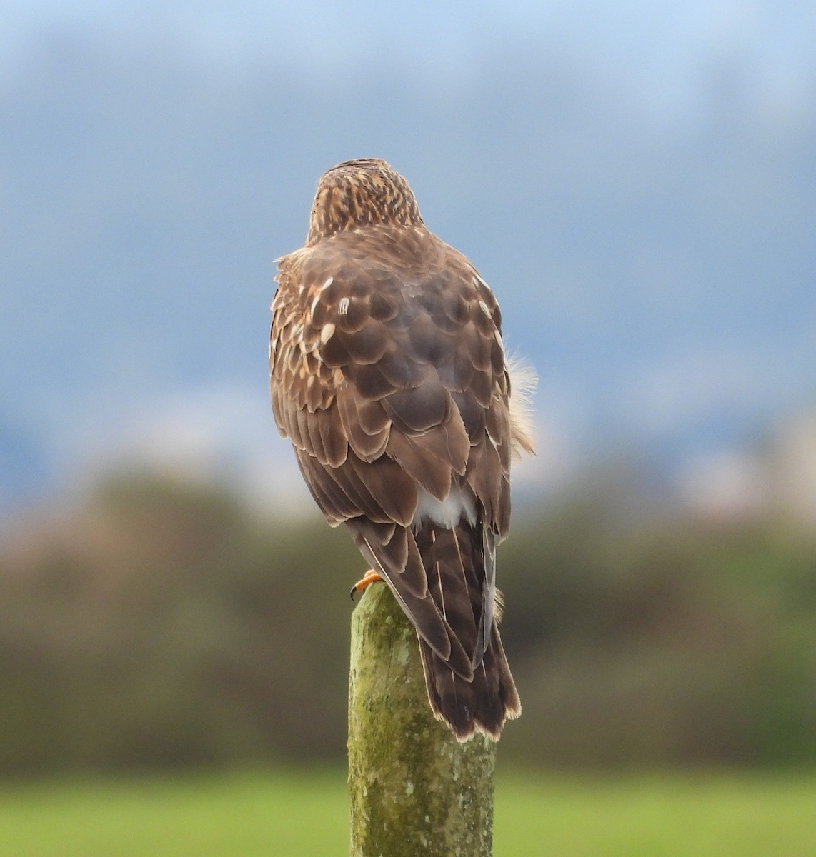 eBird Checklist - 21 Feb 2024 - Arcata Bottoms--V St. Loop - 41 species ...