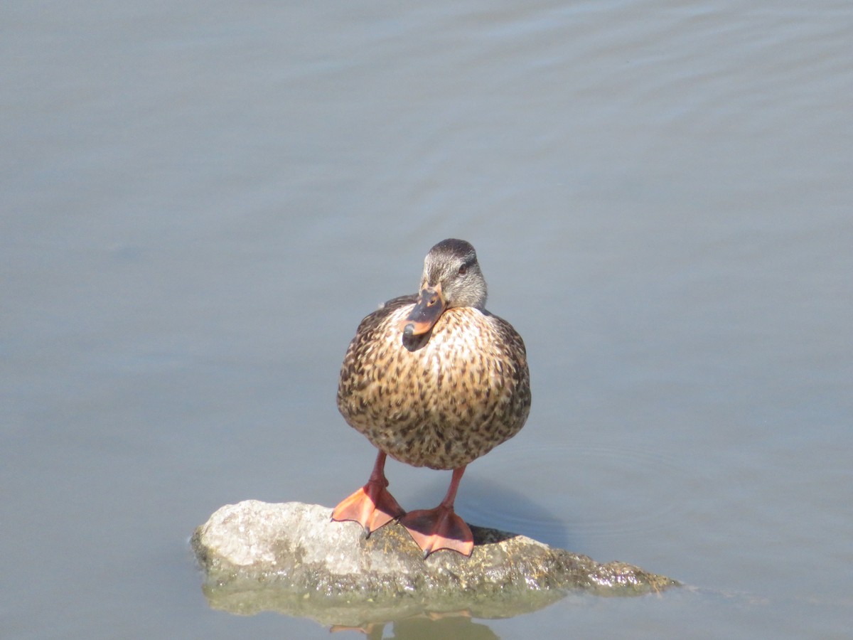 eBird Checklist - 30 Aug 2022 - IRWD San Joaquin Marsh & Wildlife ...