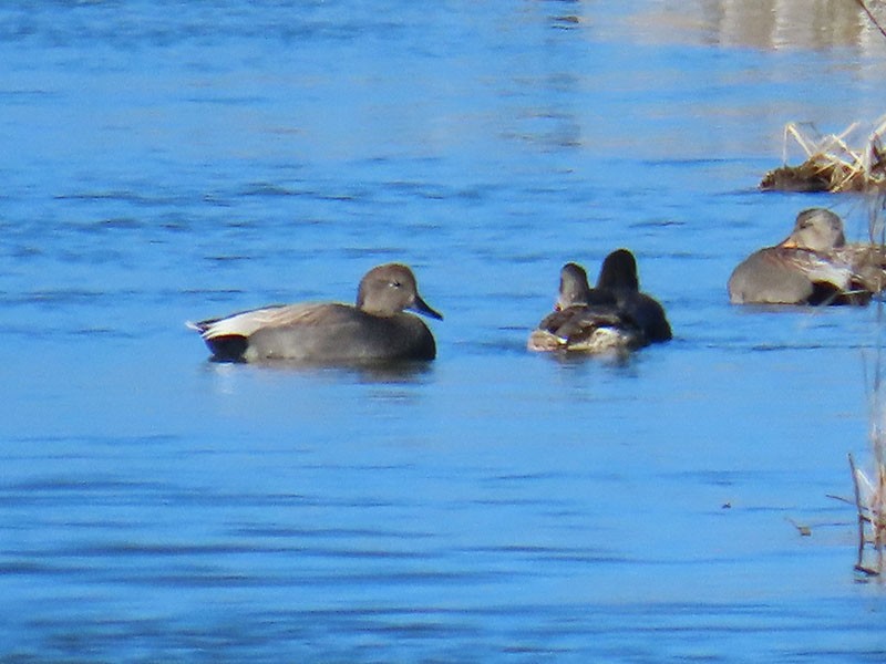 North Carolina Bird Atlas Checklist - 21 Feb 2024 - Pea Island south ...