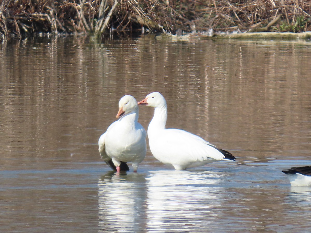 Pennsylvania Bird Atlas Checklist - 21 Feb 2024 - Woods Edge Park - 7 species