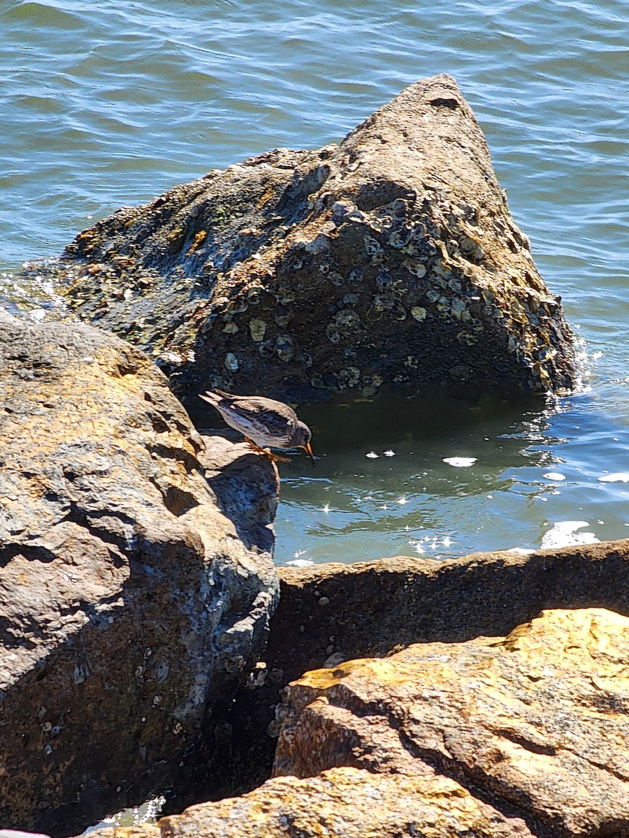 eBird Checklist - 21 Feb 2024 - Lighthouse Point Park & Jetty - 18 species