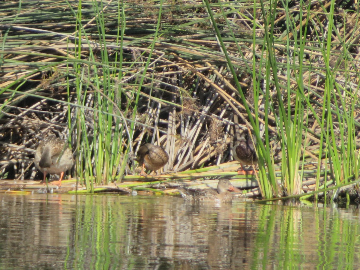 eBird Checklist - 29 Oct 2022 - IRWD San Joaquin Marsh & Wildlife ...