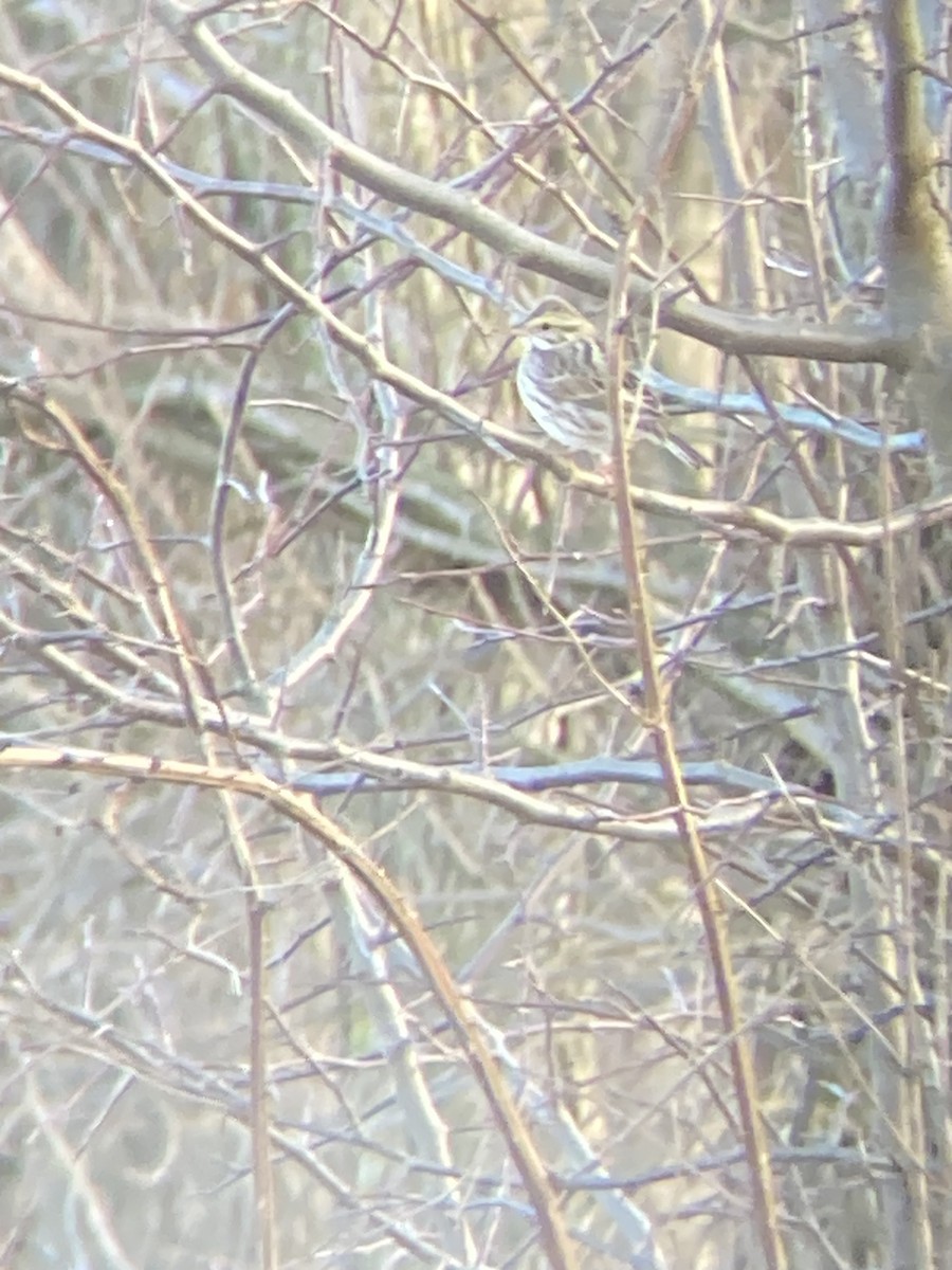 Pennsylvania Bird Atlas Checklist - 21 Feb 2024 - 63 Steves Woods Drive - 28 species