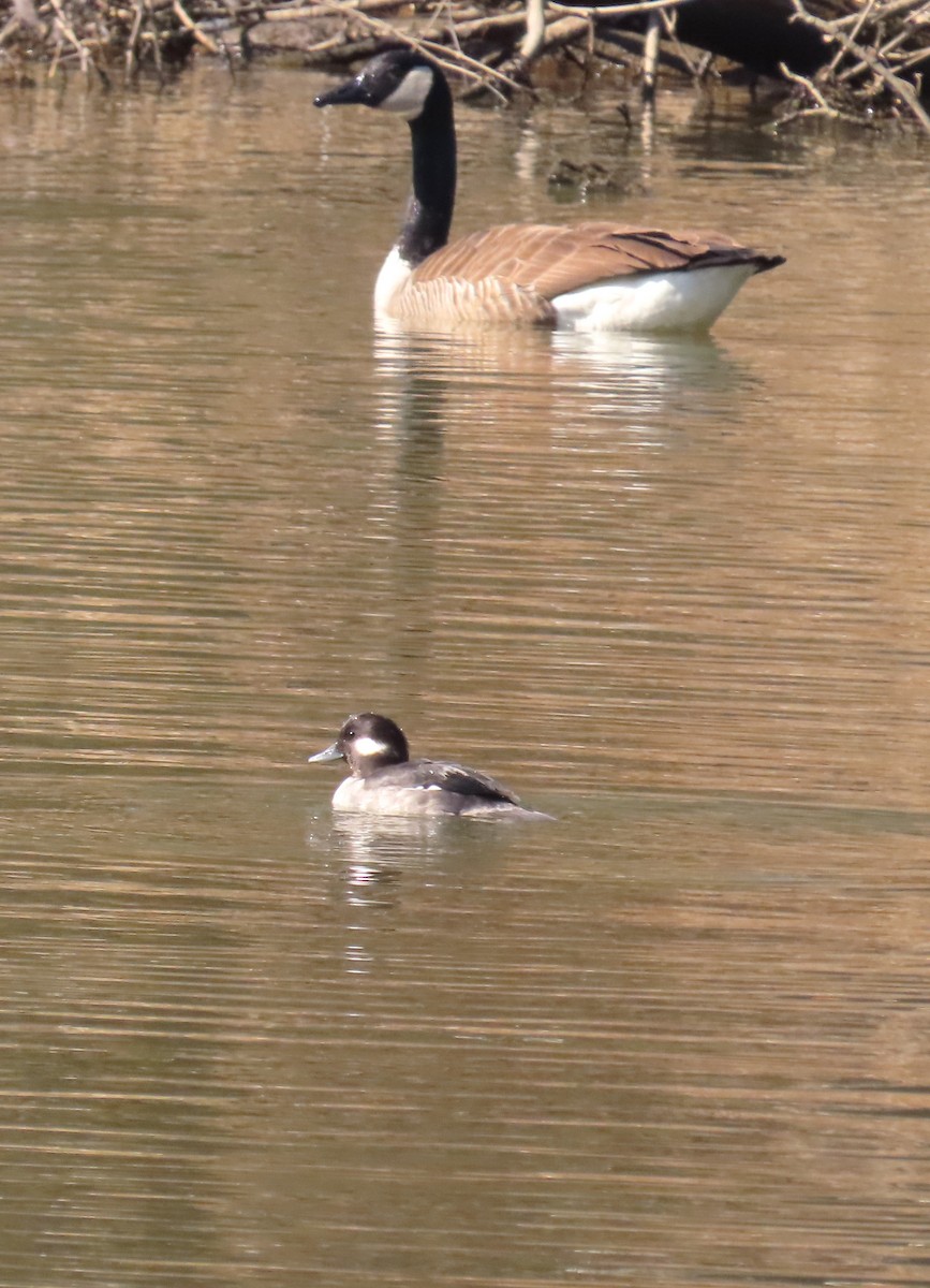 Maryland-DC Breeding Bird Atlas Checklist - 20 Feb 2024 - Gunners Lake ...