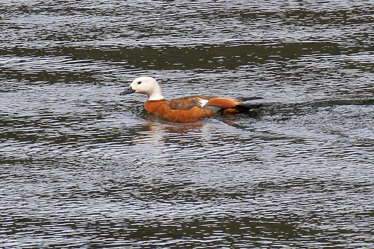 eBird Checklist - 22 Nov 2009 - Pureora Forest Park - 19 species