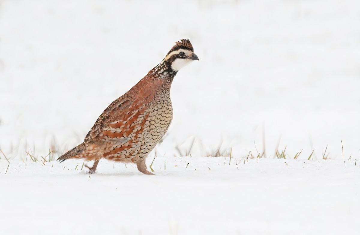 Northern Bobwhite - Colinus virginianus - Birds of the World