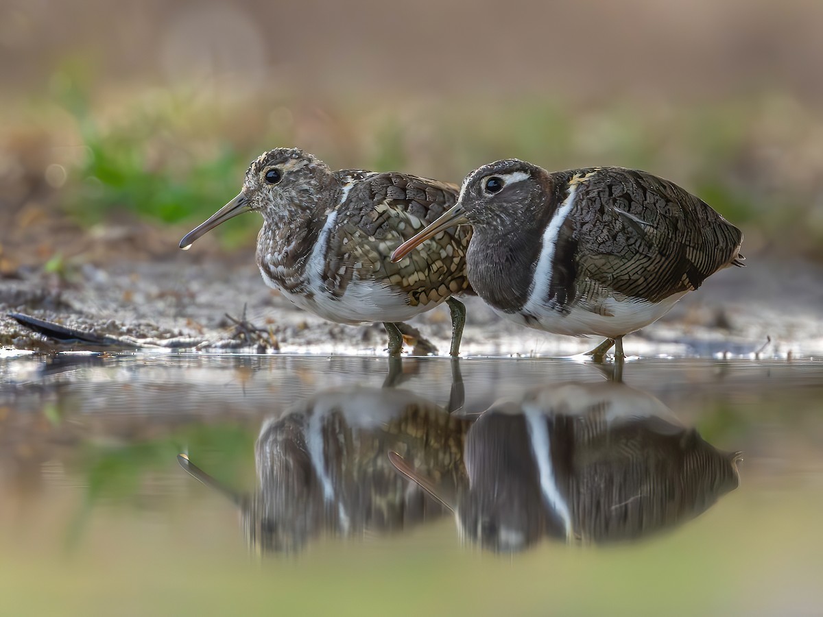 Australian Painted-Snipe - Rostratula australis - Birds of the World