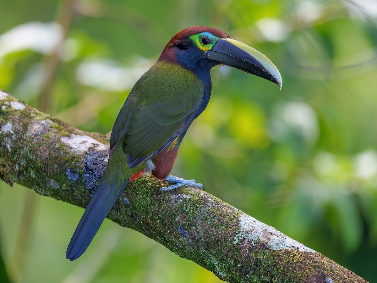 Yellow-eared Toucanet - Selenidera spectabilis - Birds of the World