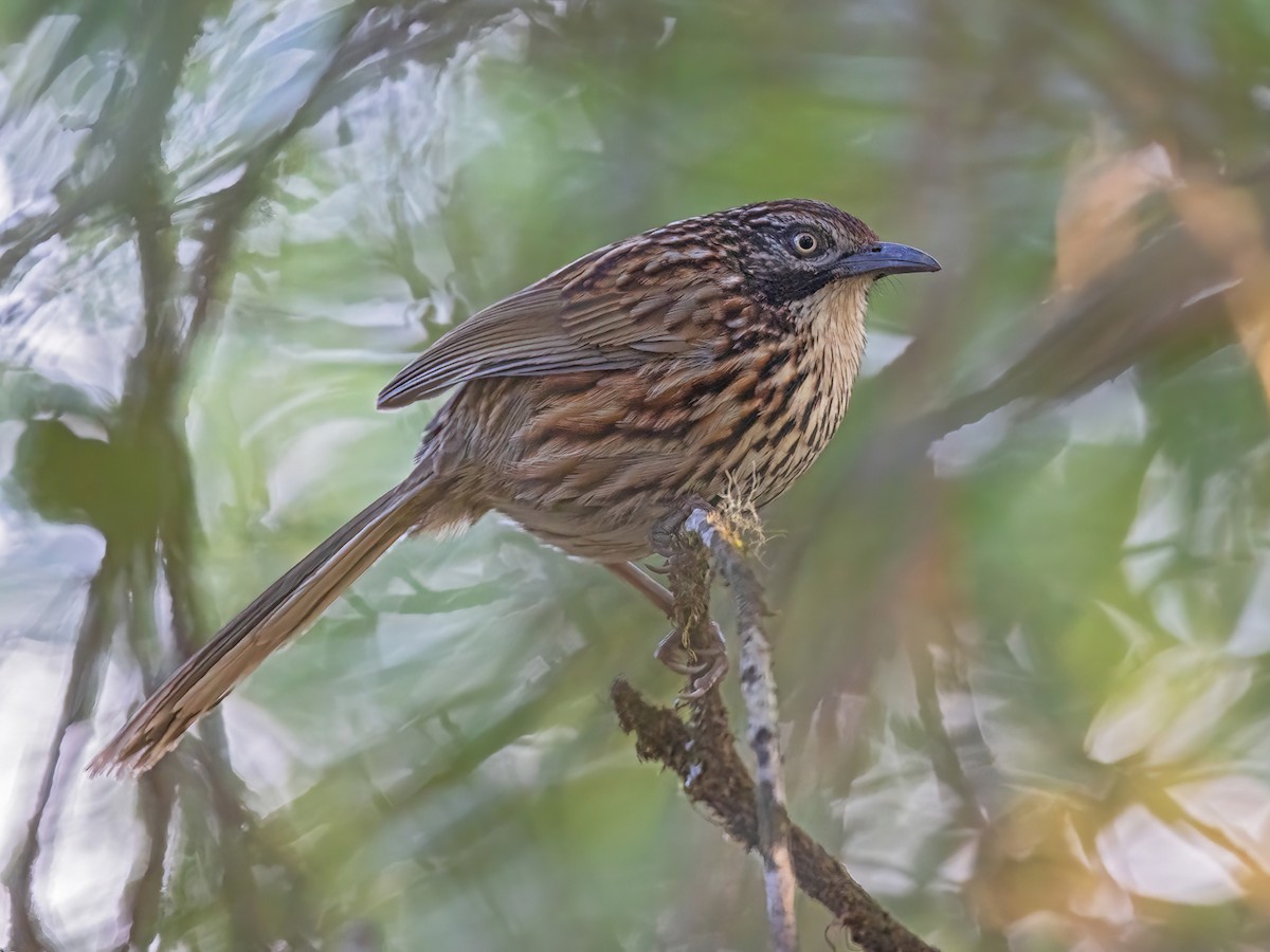 Mount Victoria Babax - Pterorhinus woodi - Birds of the World