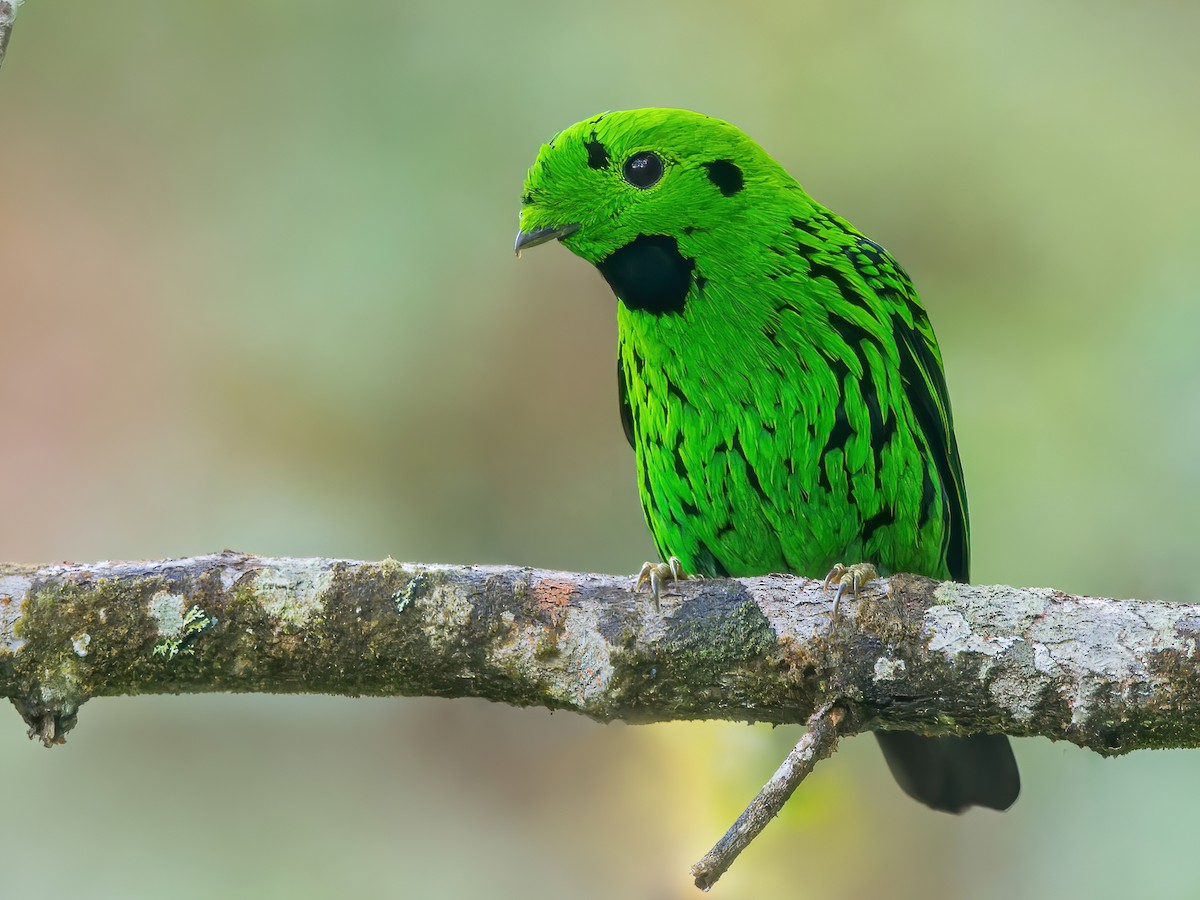 Whitehead's Broadbill - Calyptomena whiteheadi - Birds of the World
