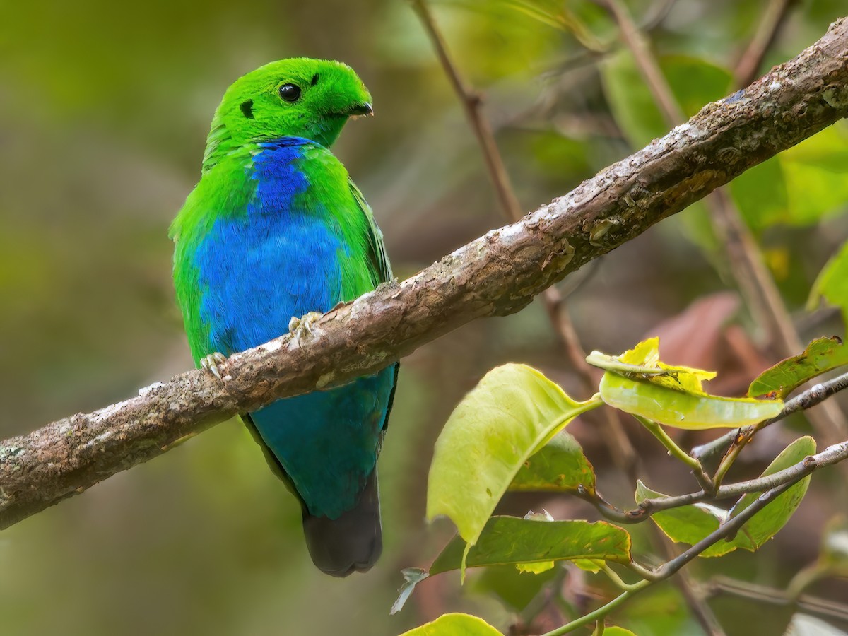 Hose's Broadbill - Calyptomena hosii - Birds of the World
