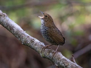 Scaly-breasted Cupwing - Pnoepyga albiventer - Birds of the World