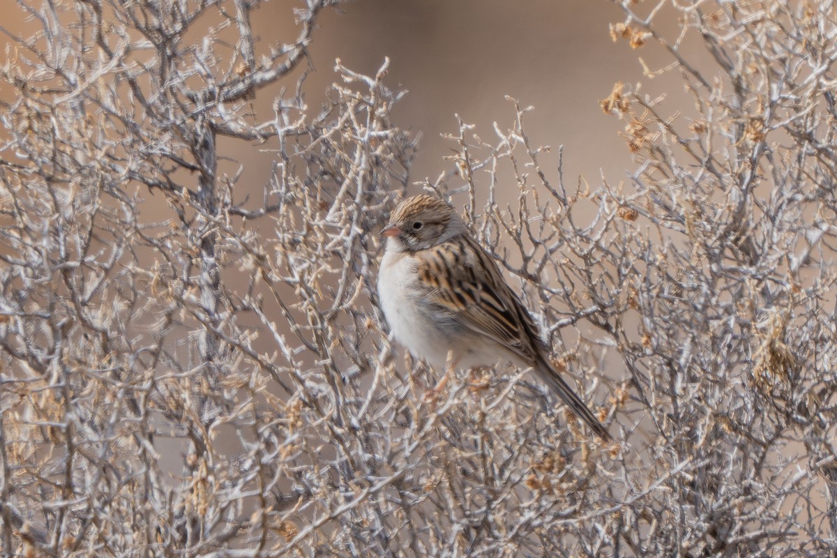ML615161899 - Brewer's Sparrow - Macaulay Library