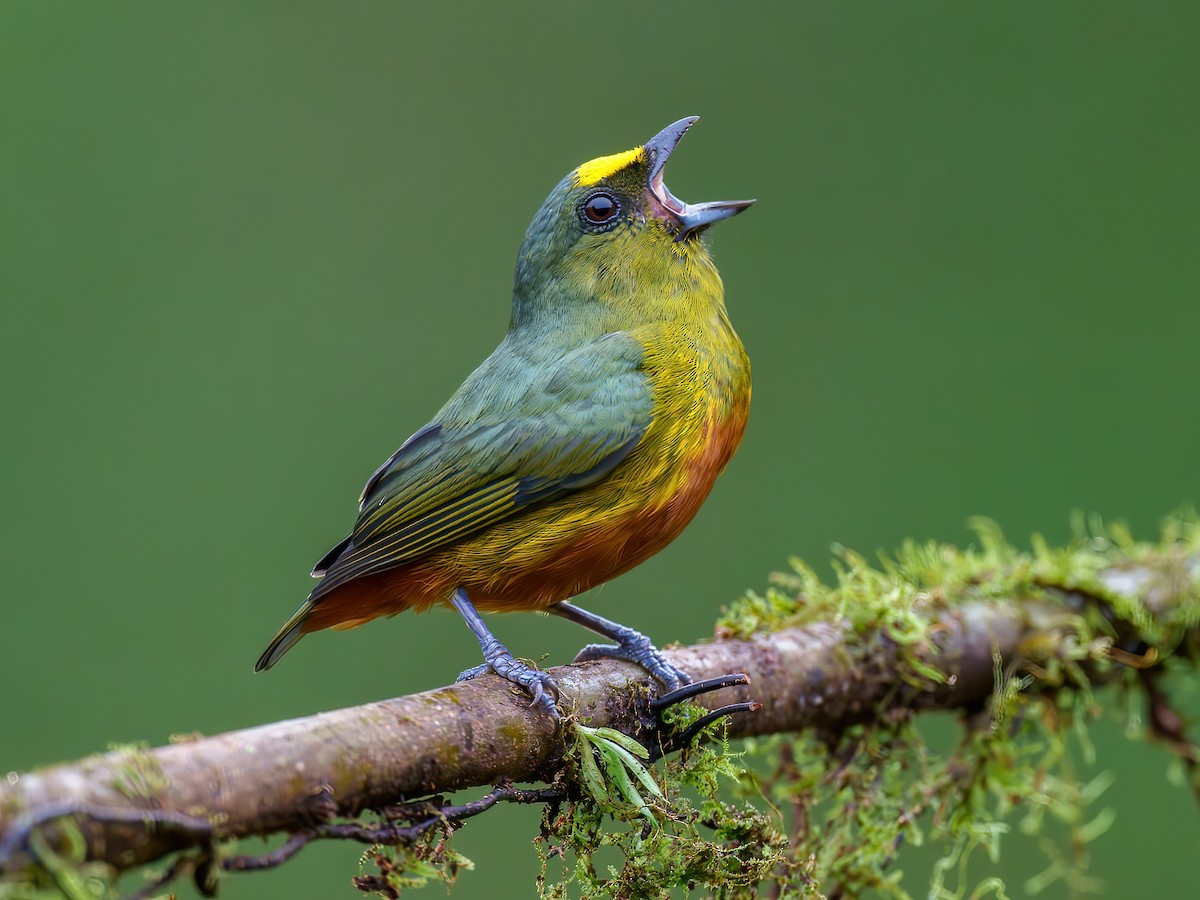 Olive-backed Euphonia - Euphonia gouldi - Birds of the World