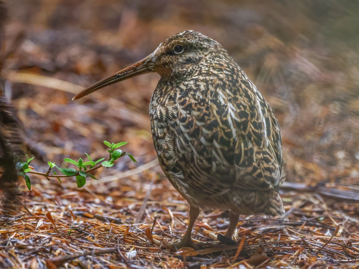 Subantarctic Snipe - Coenocorypha aucklandica - Birds of the World