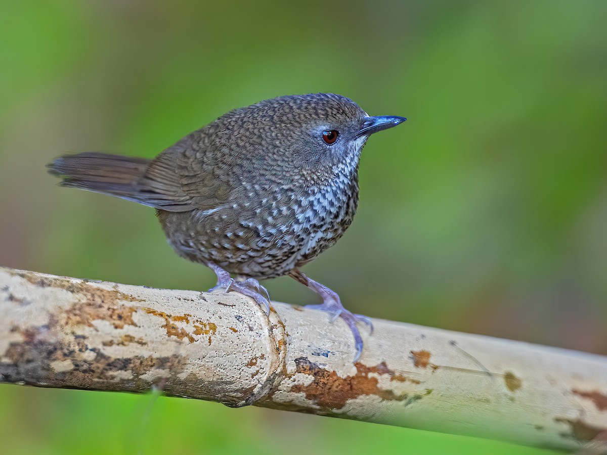 Chin Hills Wren-Babbler - Spelaeornis oatesi - Birds of the World