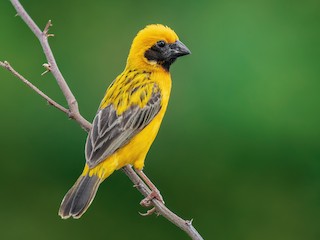Asian Golden Weaver - Ploceus hypoxanthus - Birds of the World