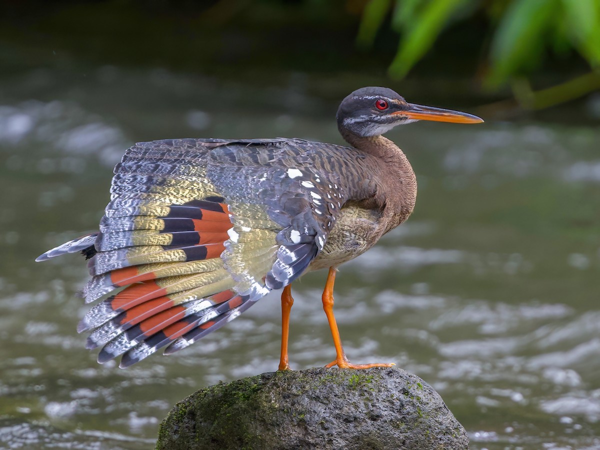 Sunbittern - Eurypyga helias - Birds of the World