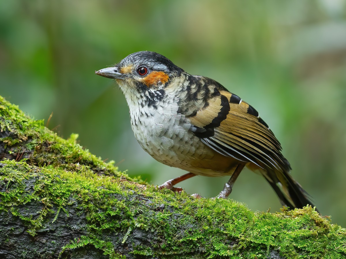 Chestnut-eared Laughingthrush - Ianthocincla konkakinhensis - Birds of ...
