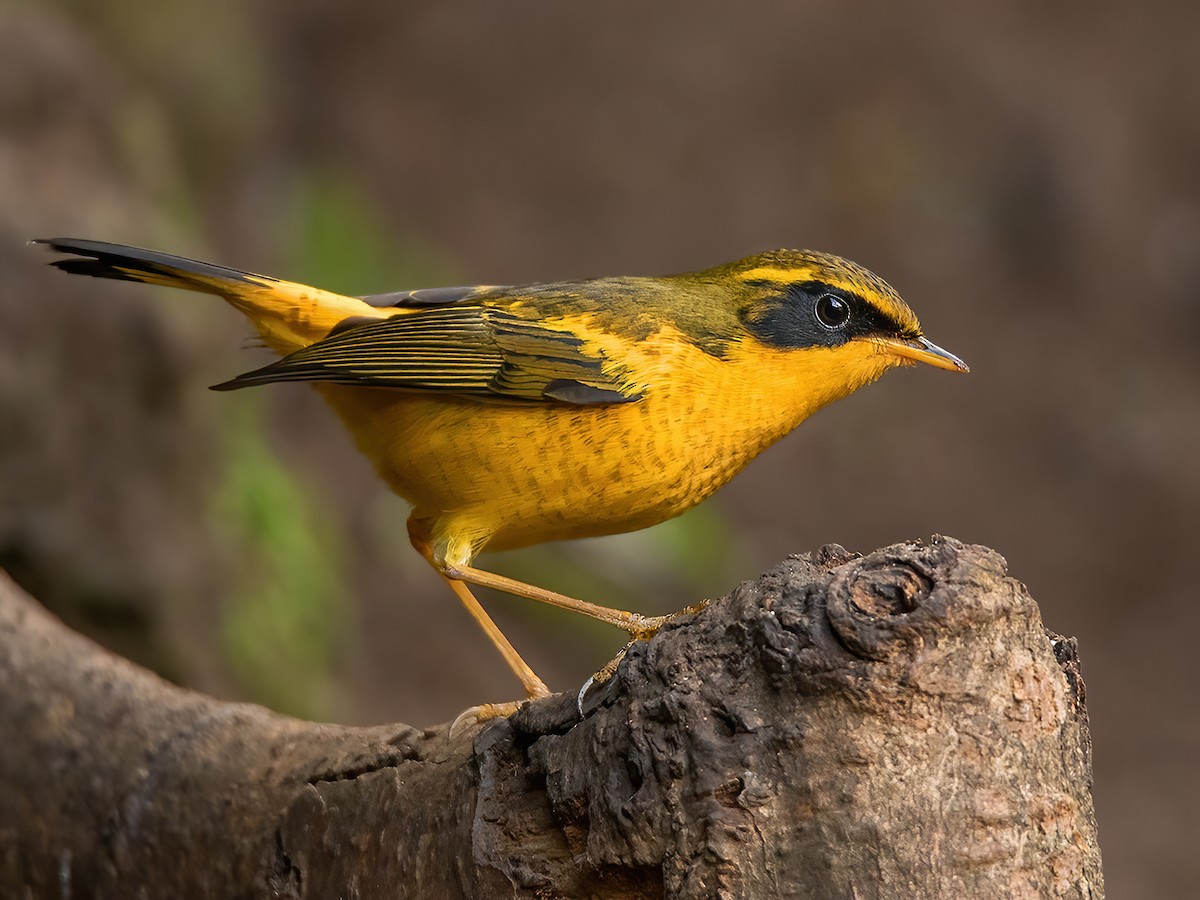 Golden Bush-Robin - Tarsiger chrysaeus - Birds of the World